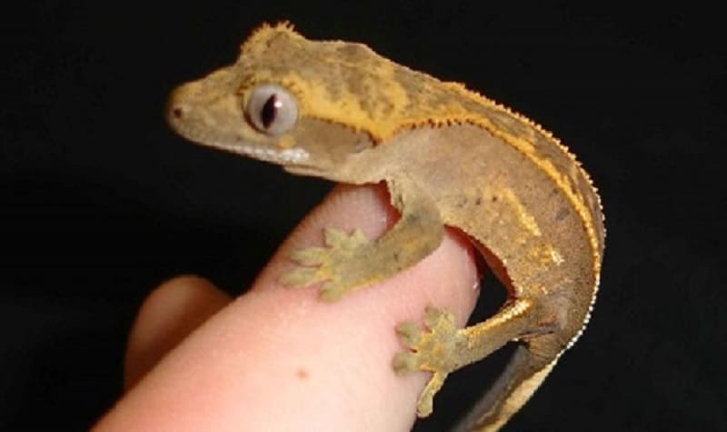 Élevage de geckos à crête : conseils