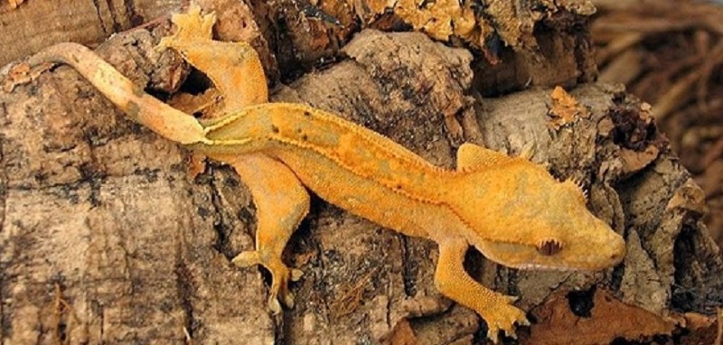 3 raisons d'adopter un gecko à crête
