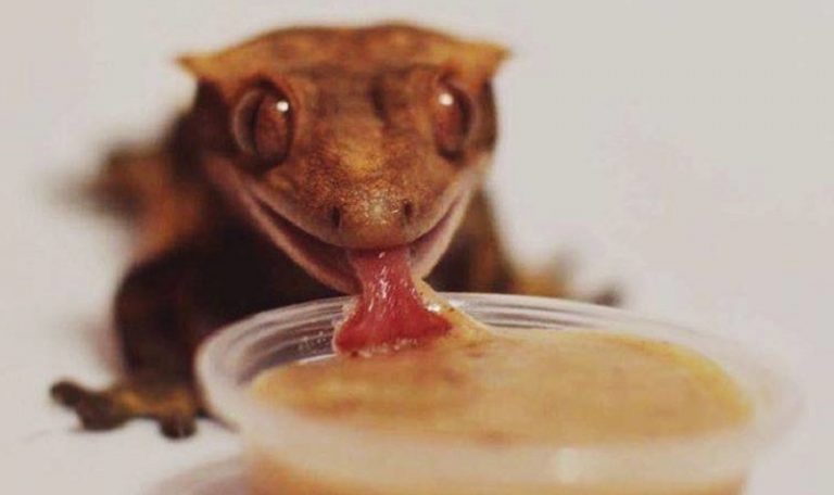 Conseils De Base Pour Le Gecko à Crête Geckollo