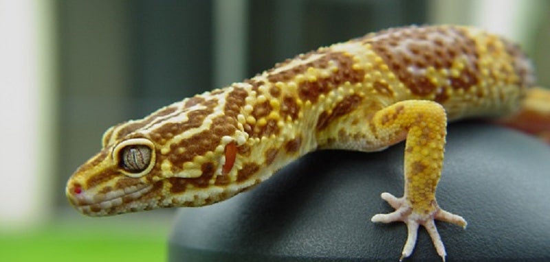 Gecko léopard : connaissances de base