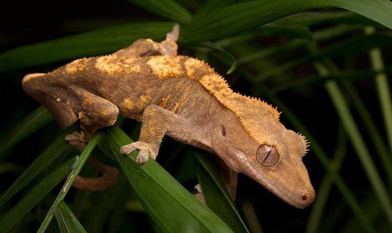 La Santé Du Gecko à Crête