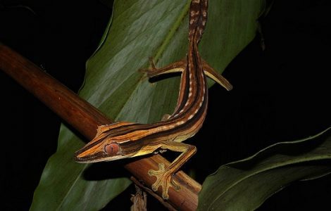 Faits intéressants sur le gecko