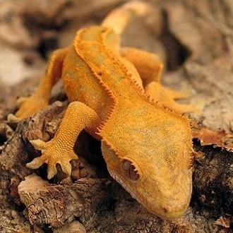 3 raisons d'adopter un gecko à crête