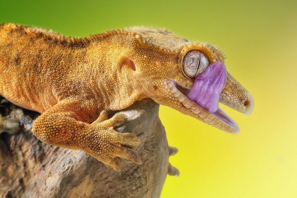 5 faits amusants sur le gecko à crête