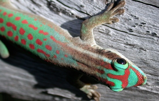 Faits intéressants sur le gecko