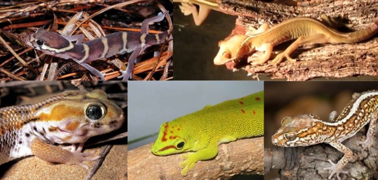 5 geckos extraordinaires à élever – Geckollo