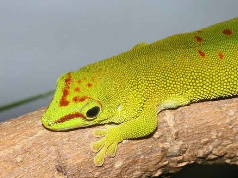 Choisir un gecko