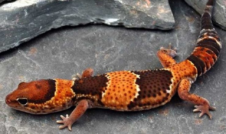 Le Gecko à Queue Grasse Africain Hemitheconyx Caudicinctus Geckollo