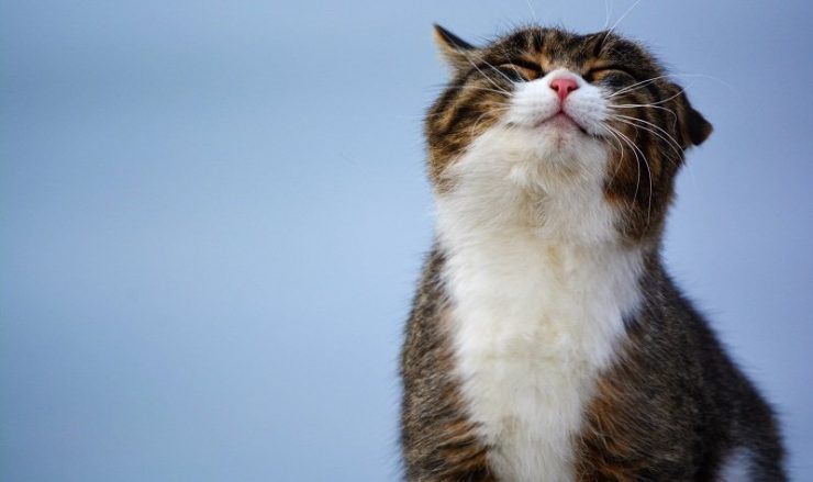 Conseils pour avoir un chat heureux