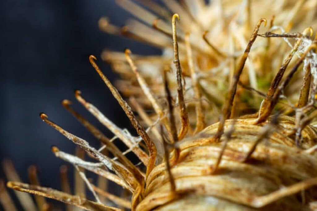 Le biomimétisme, servir de la nature comme source d’inspiration